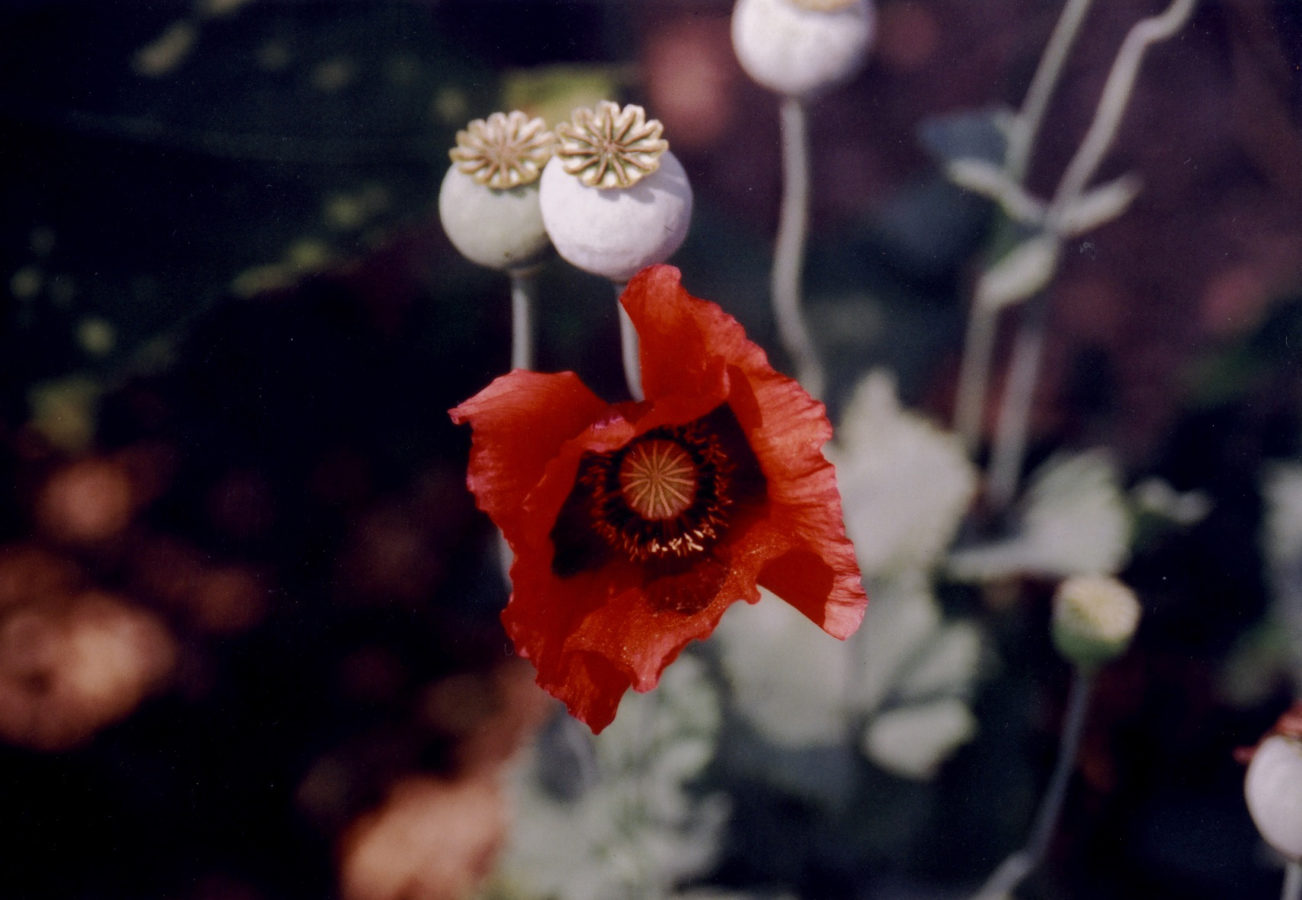 Opium Poppy or Joy Poppy – MMS Medicinal Garden