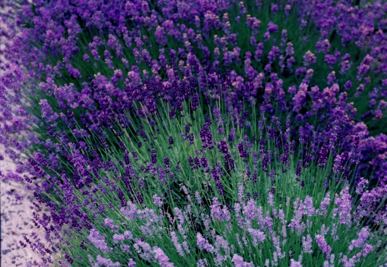 English Lavender – MMS Medicinal Garden