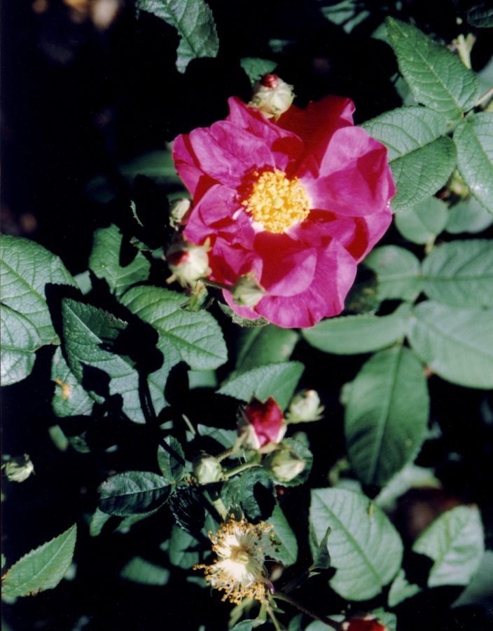 Apothecary Rose – MMS Medicinal Garden