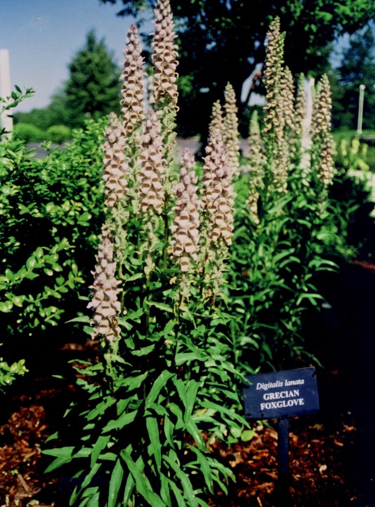 Grecian Foxglove – MMS Medicinal Garden