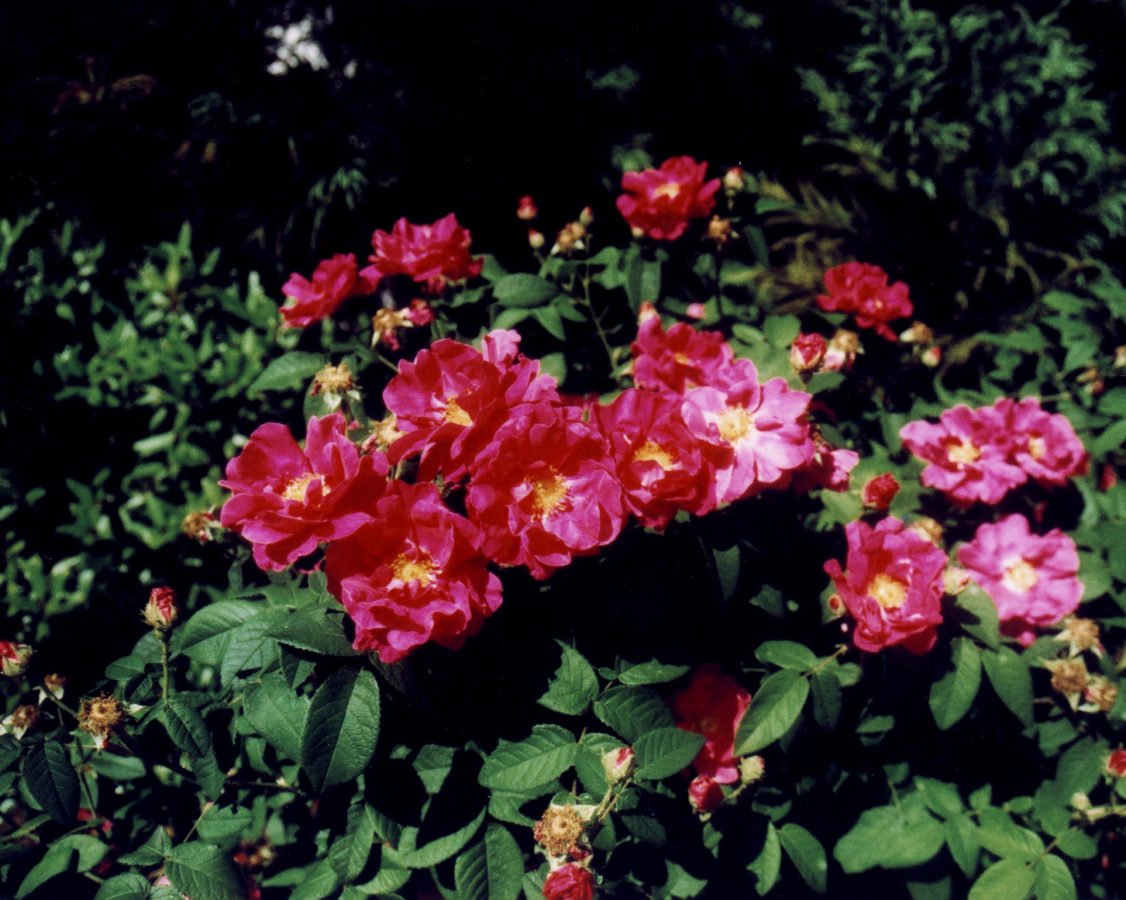 Apothecary Rose – MMS Medicinal Garden